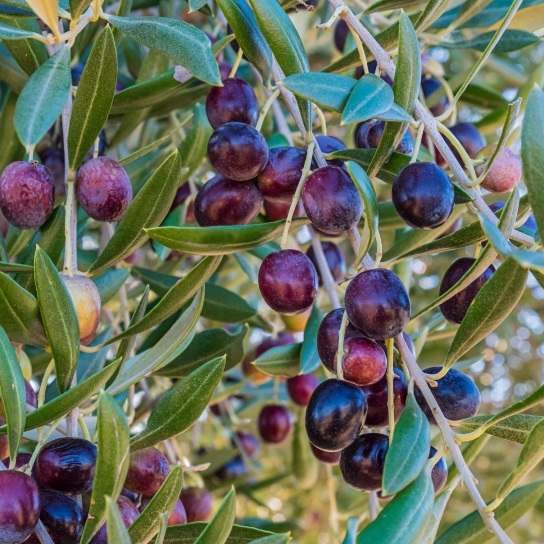 Il nostro metodo | Fattoria dei Sapori