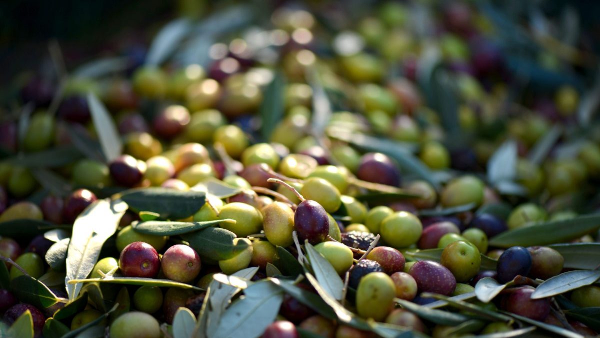 Olive taggiasche - Fattoria dei Sapori